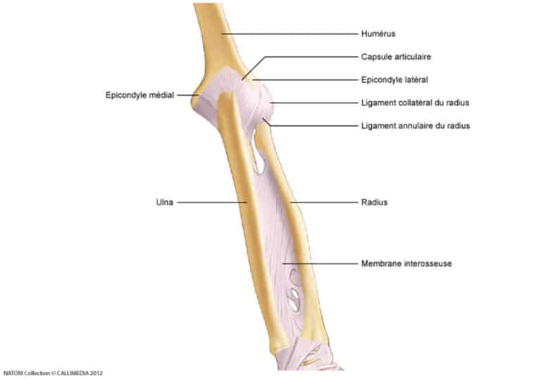 Définition, symptômes et diagnostic de l'entorse du coude | Dr Paillard